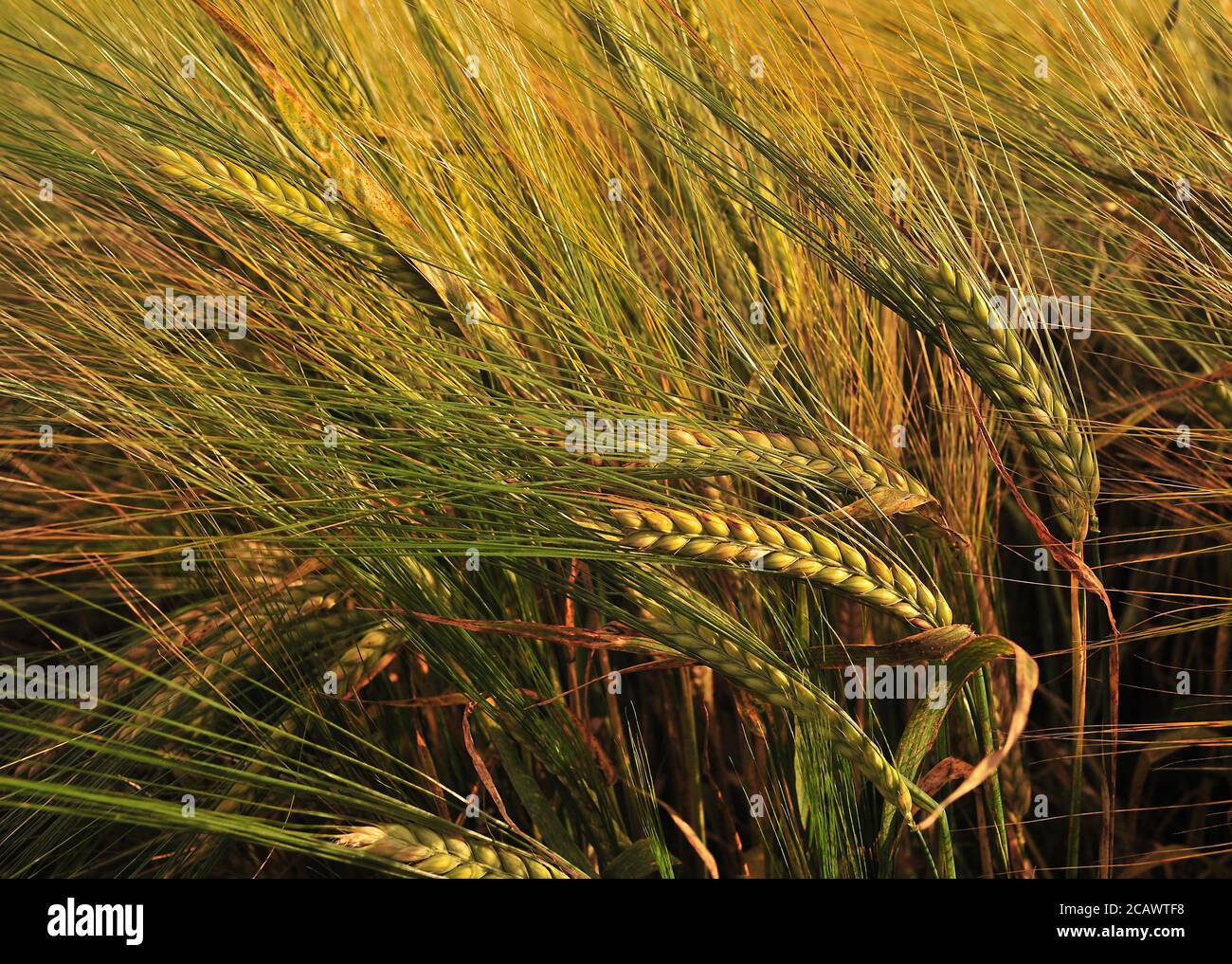 A crop of Barley slowly ripens in the Yorkshire countryside Stock Photo ...