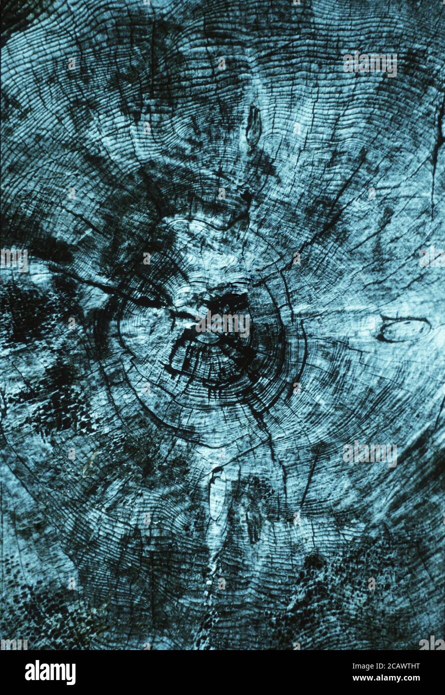 Wood tree rings pattern background hi-res stock photography and images ...