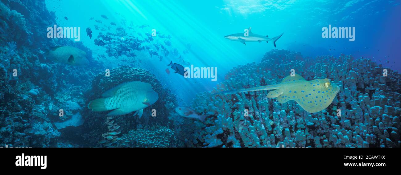 Underwater panoramic scene coral reef hi-res stock photography and ...