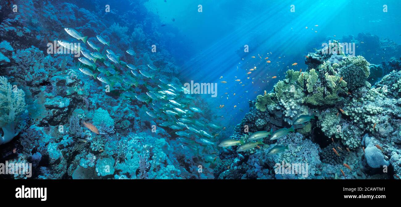 Underwater panoramic scene coral reef hi-res stock photography and ...