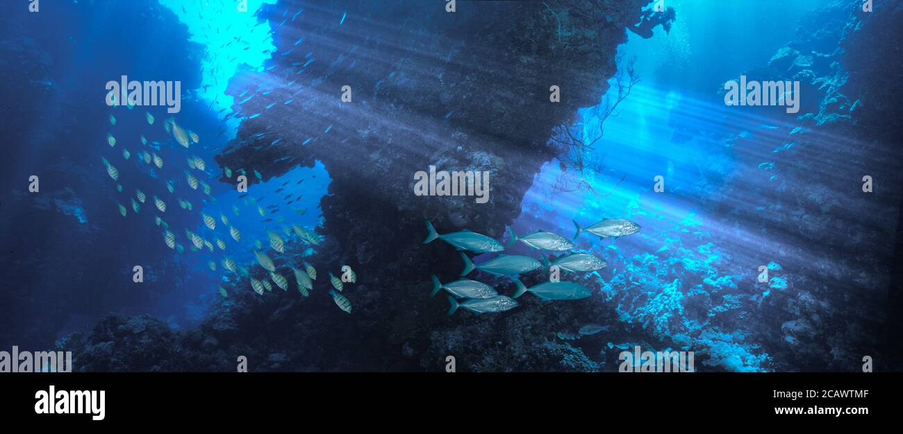 Shoals of fish in underwater cave with sunrays Stock Photo - Alamy
