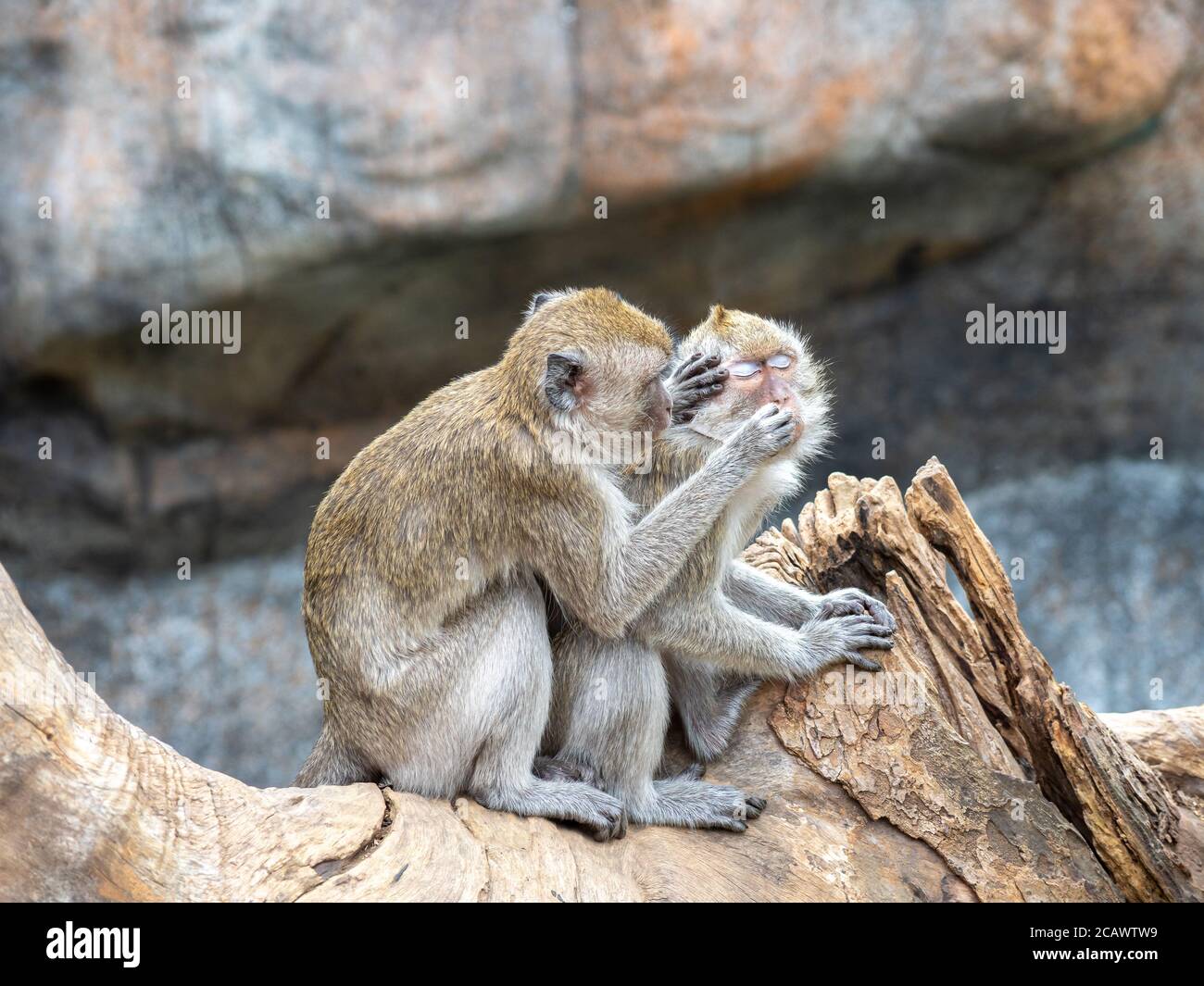 Formosan Rock Macaques, are the endemic species of Taiwan, in Hsinchu ...