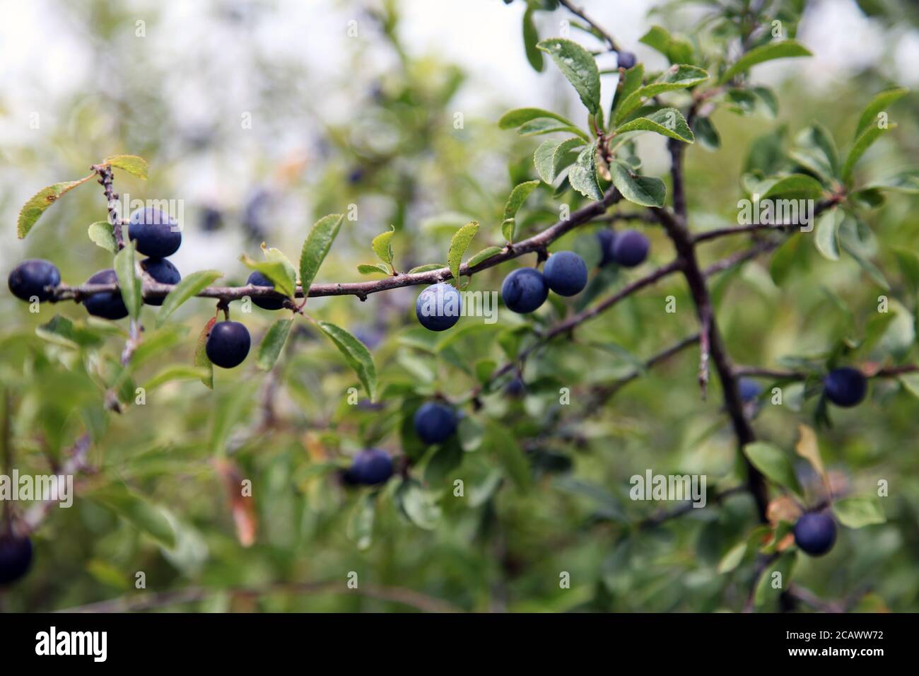 Sloe Berries (Prunus spinosa) Blackthorn growing on branch in August at ...