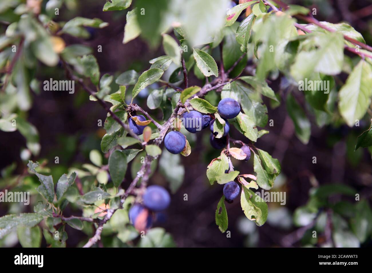 Sloe berries sloes growing blue berry fruit fruits hi-res stock ...
