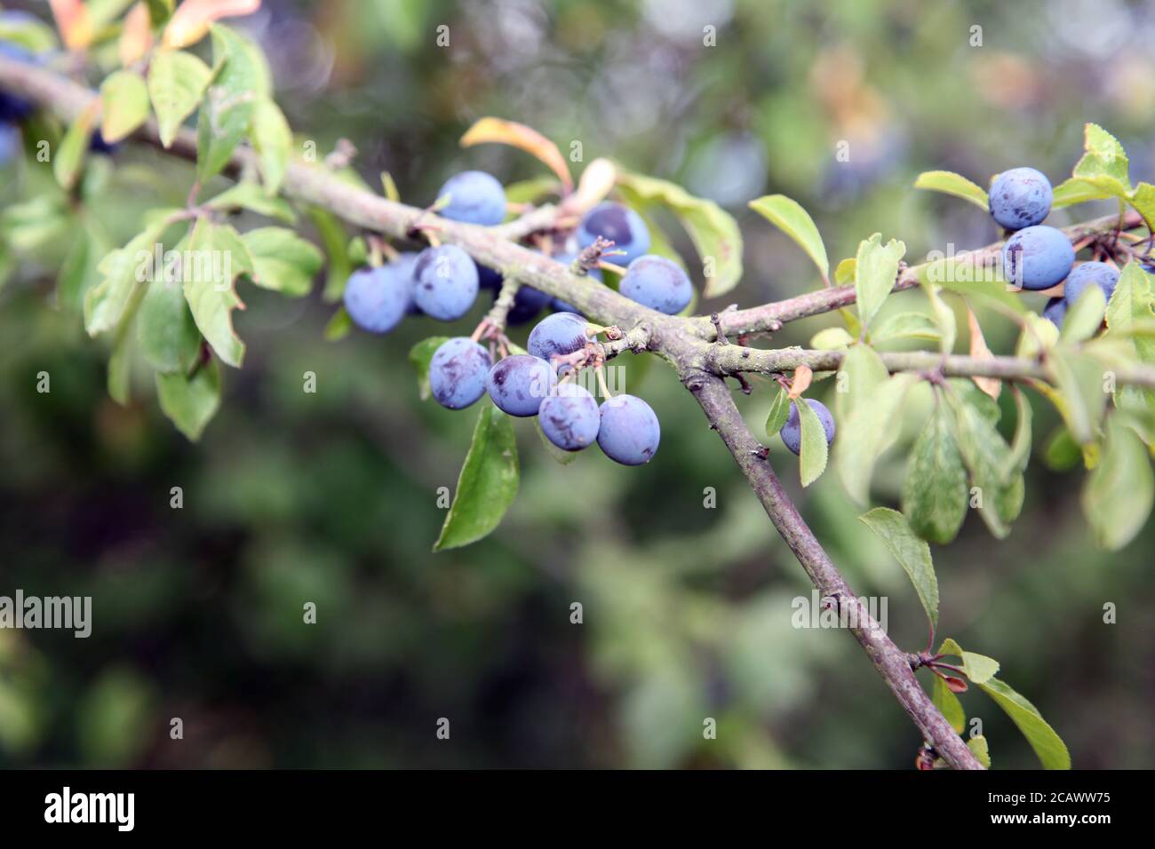 Sloe Berries (Prunus spinosa) Blackthorn growing on branch in August at ...