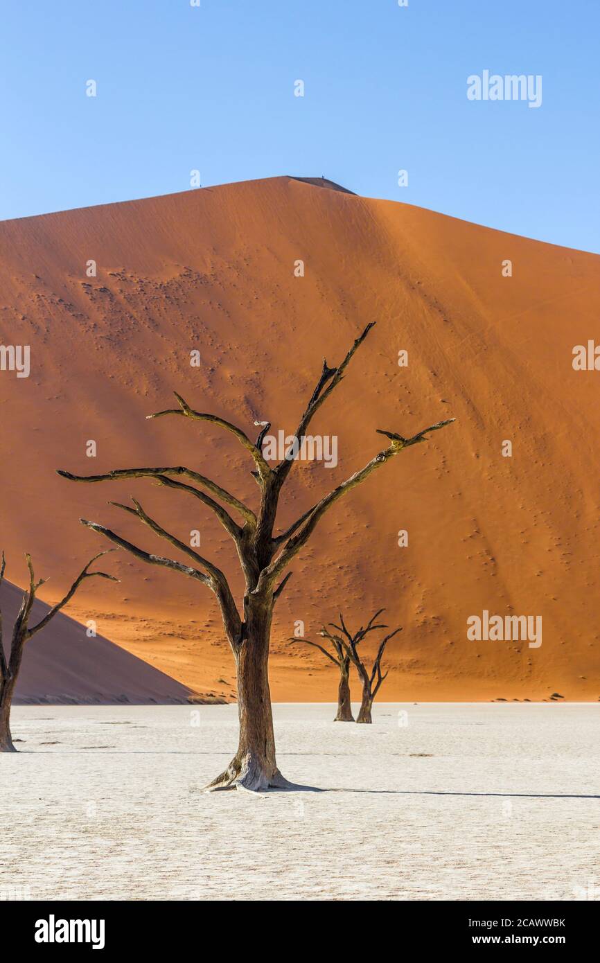 Trees in Deadvlei, or Dead Vlei, a white clay pan located near the more ...