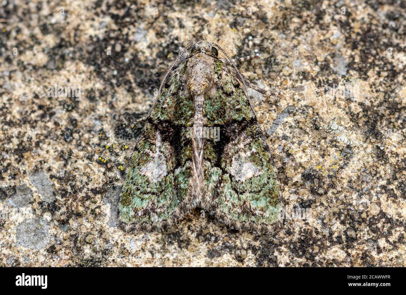 Tree lichen beauty moth (Cryphia algae), UK Stock Photo - Alamy