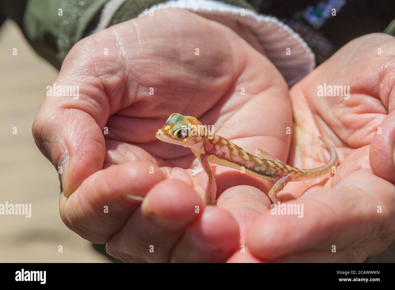 Desert gecko on the coast of Walvis Bay, Namibia Stock Photo - Alamy