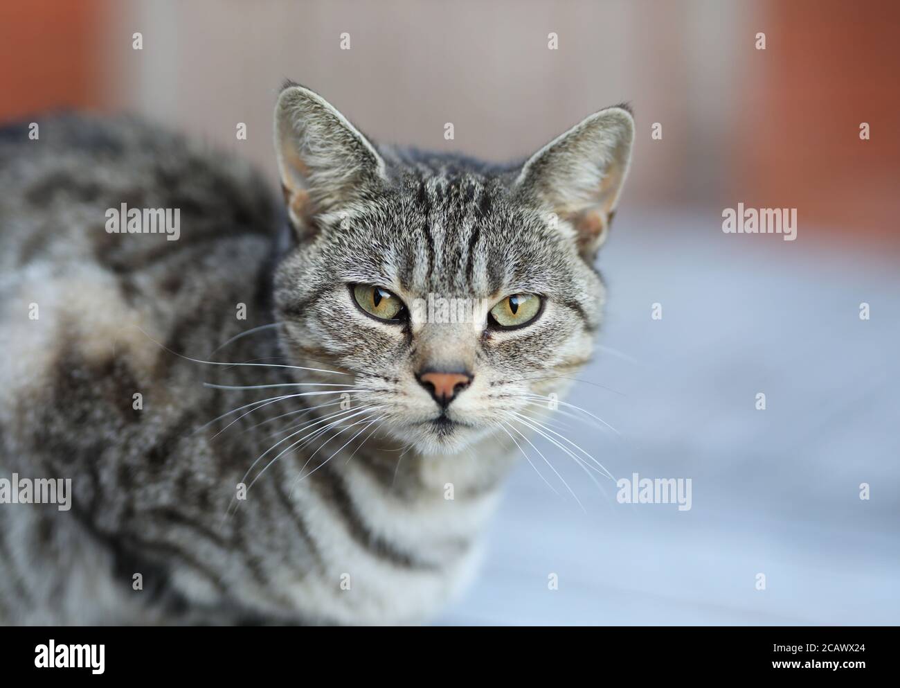 Silver tabby hi-res stock photography and images - Alamy