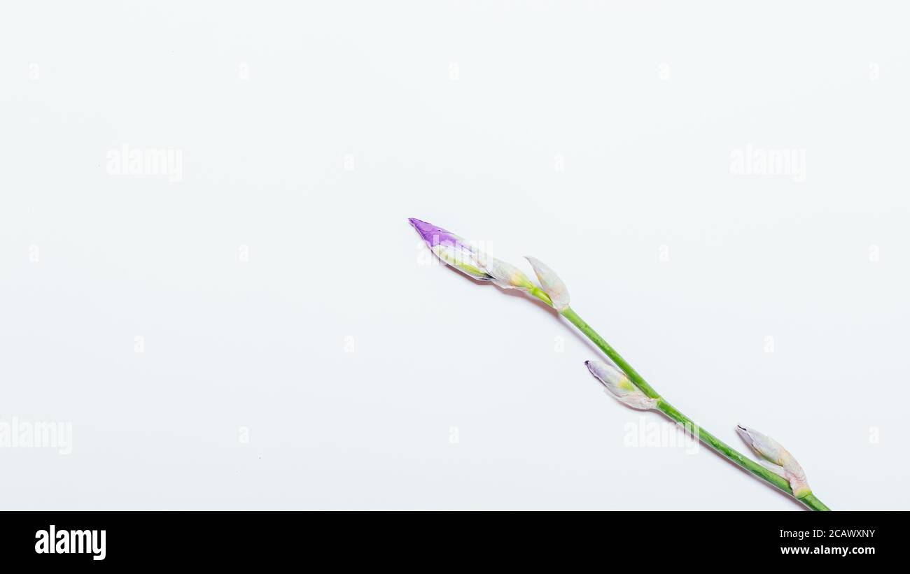 Top view single iris hi-res stock photography and images - Alamy