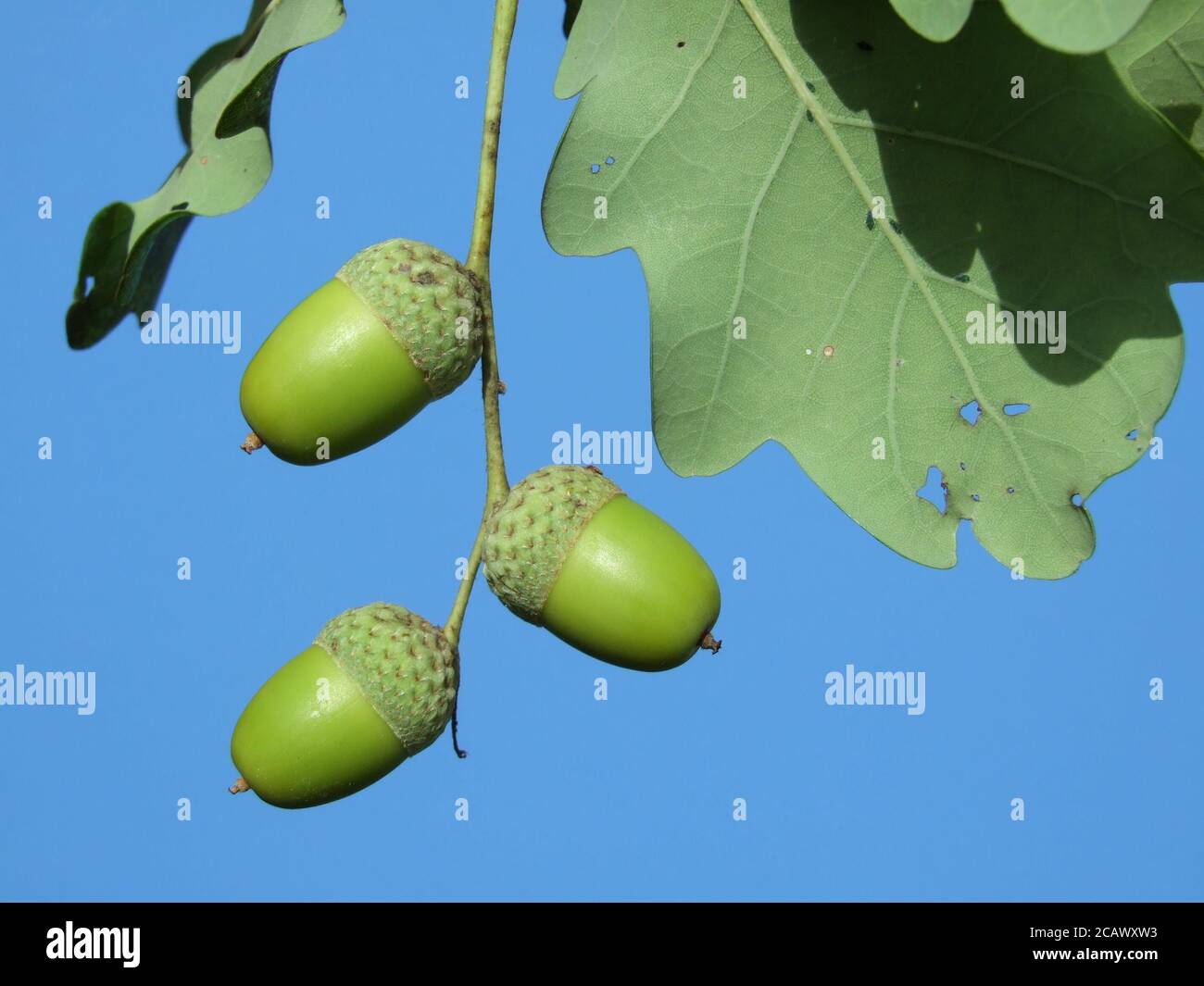 Sessile oak quercus petraea bark hi-res stock photography and images ...