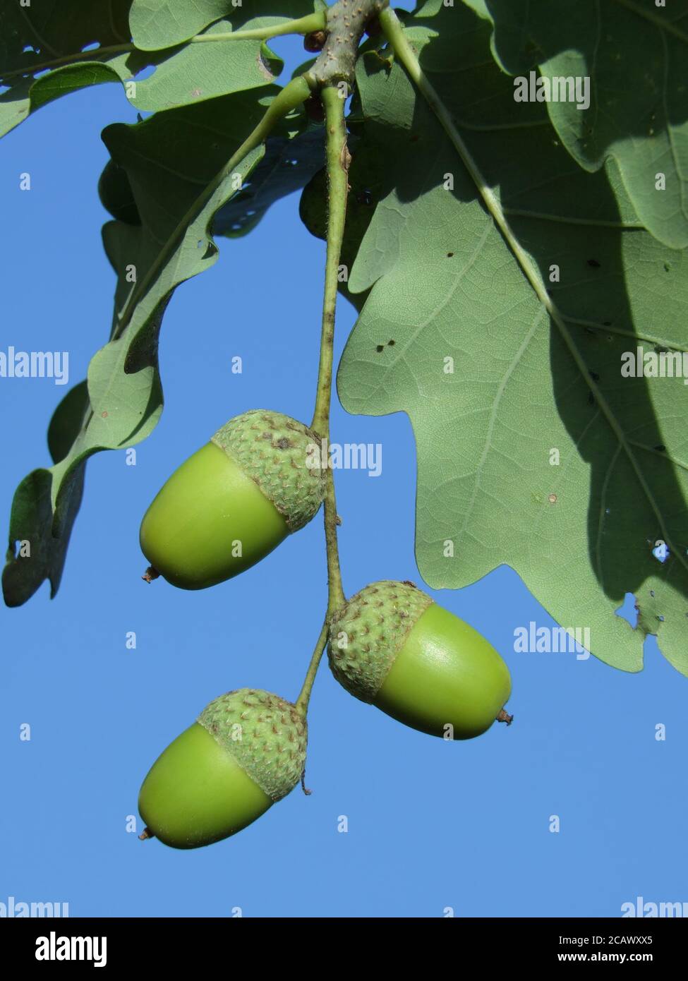 oak Durmast Oak tree german oak acorn Stock Photo - Alamy