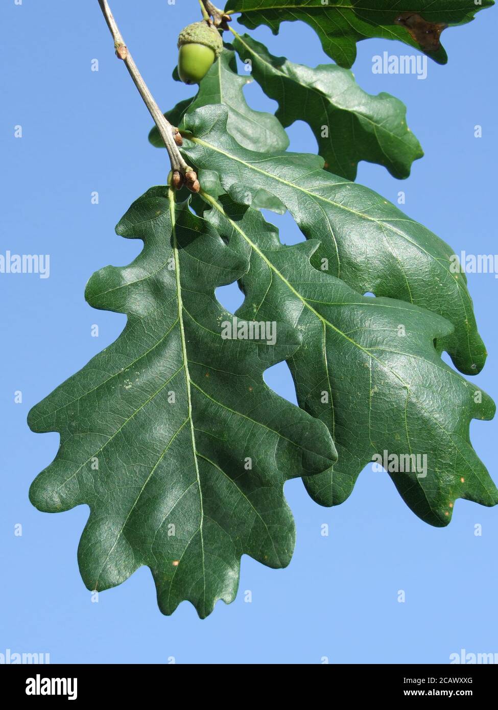 oak Durmast Oak tree german oak acorn Stock Photo - Alamy
