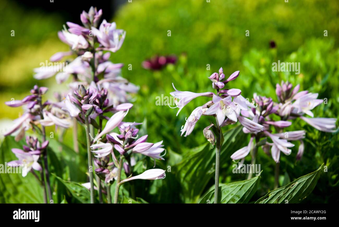 Hosta flowers hi-res stock photography and images - Alamy