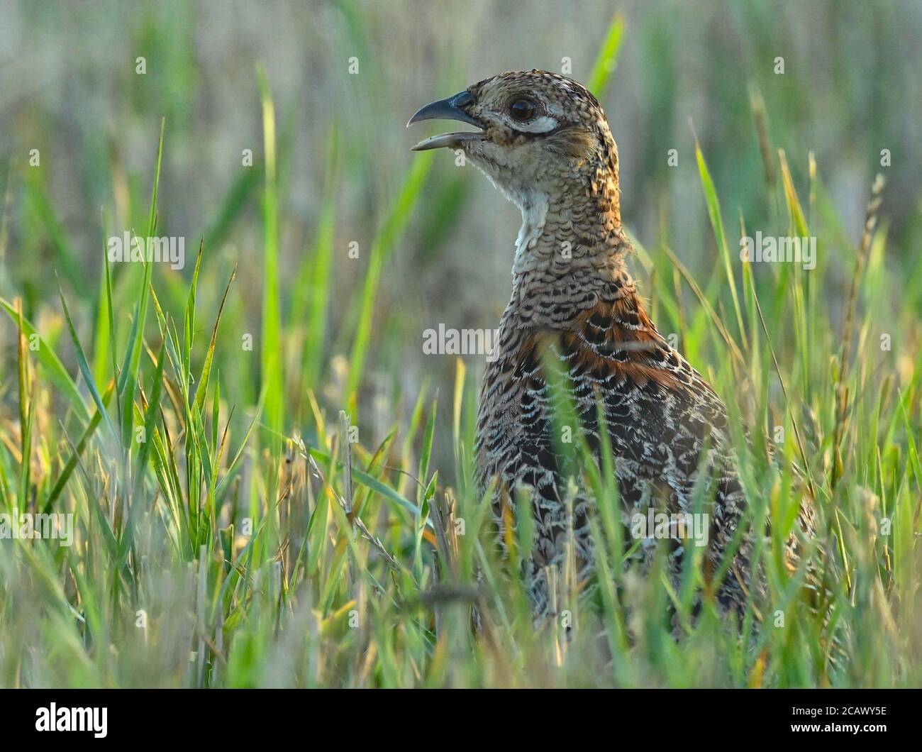 Patrick partridge hi-res stock photography and images - Alamy