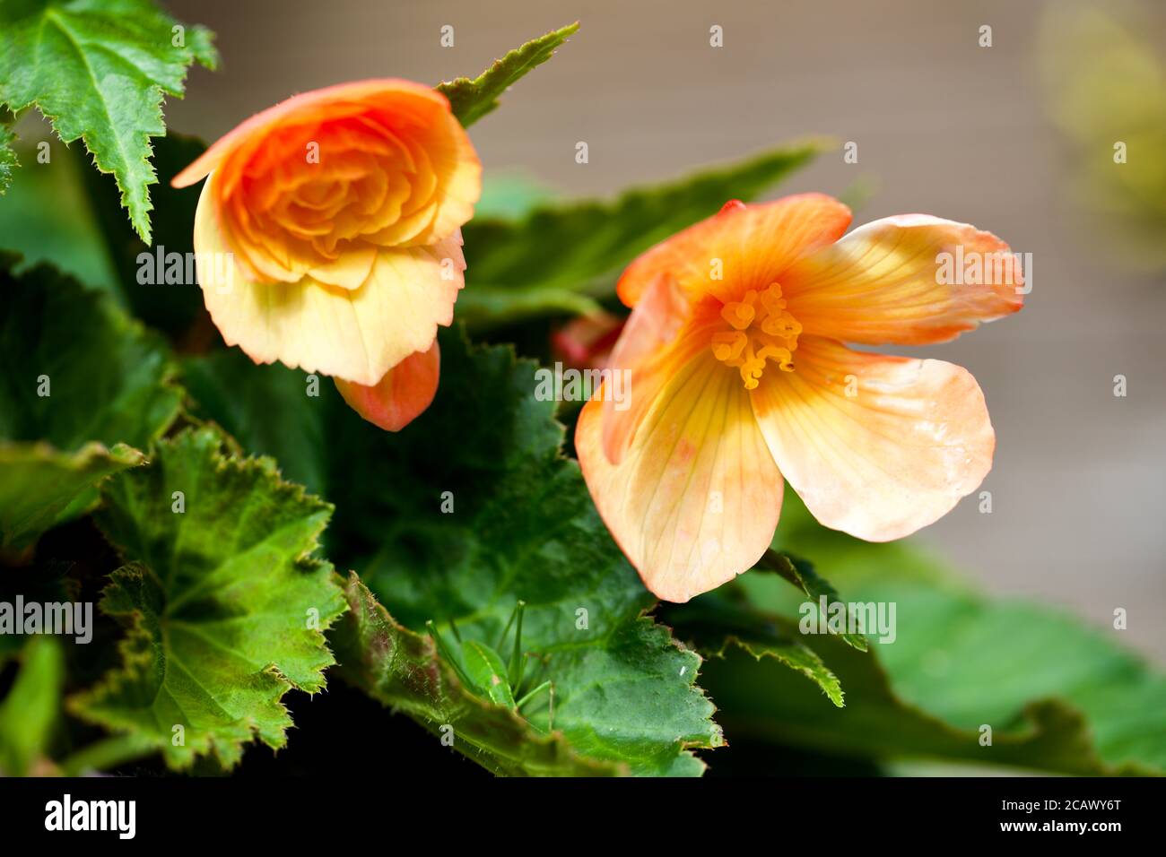 Begonia illumination series hi-res stock photography and images - Alamy