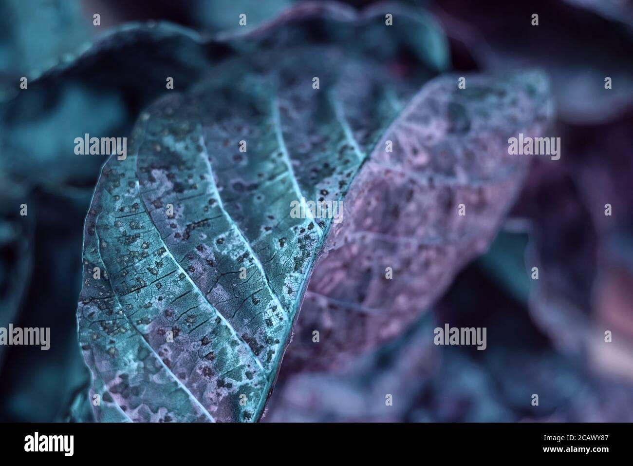 Close up Beautiful faded old leaf in neon light. Abstraction autumn ...