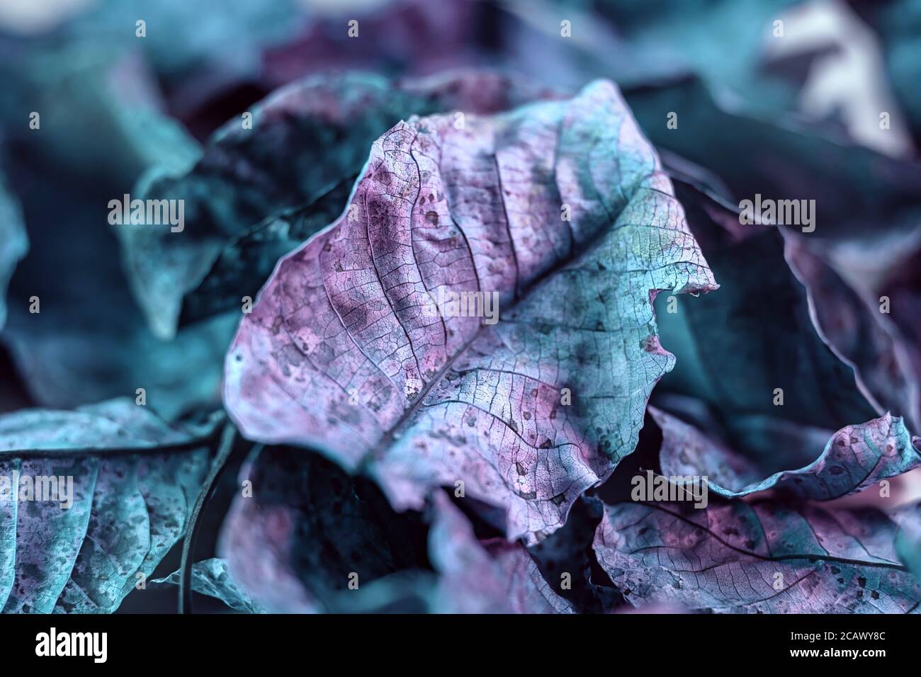 Close up Beautiful faded old leaf in neon light. Abstraction autumn ...