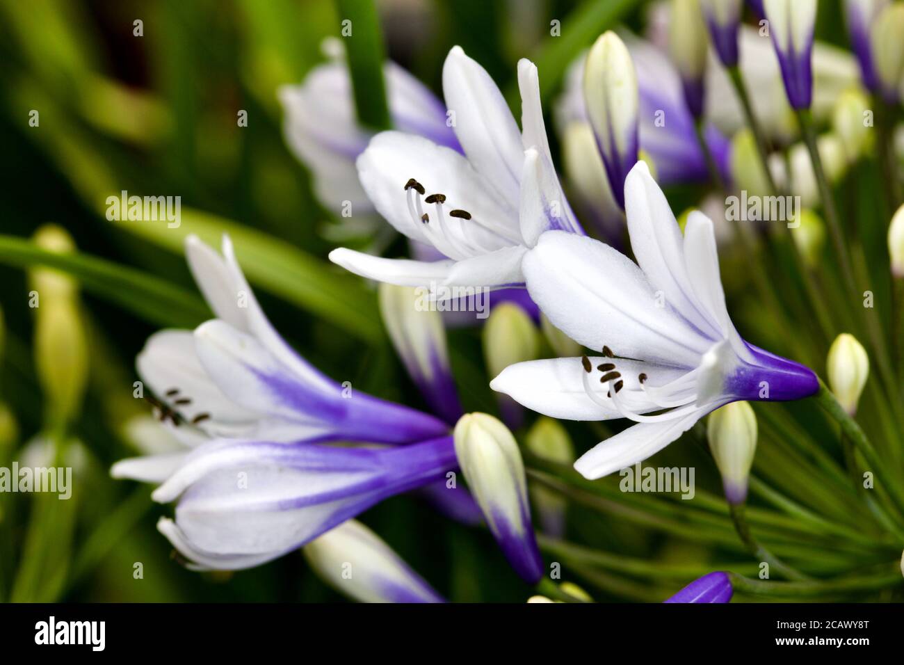 African lily twister hi-res stock photography and images - Alamy