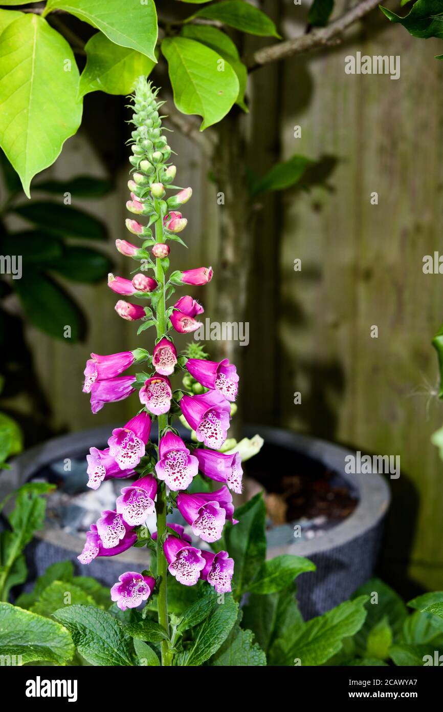 Dark pink digitalis hi-res stock photography and images - Alamy