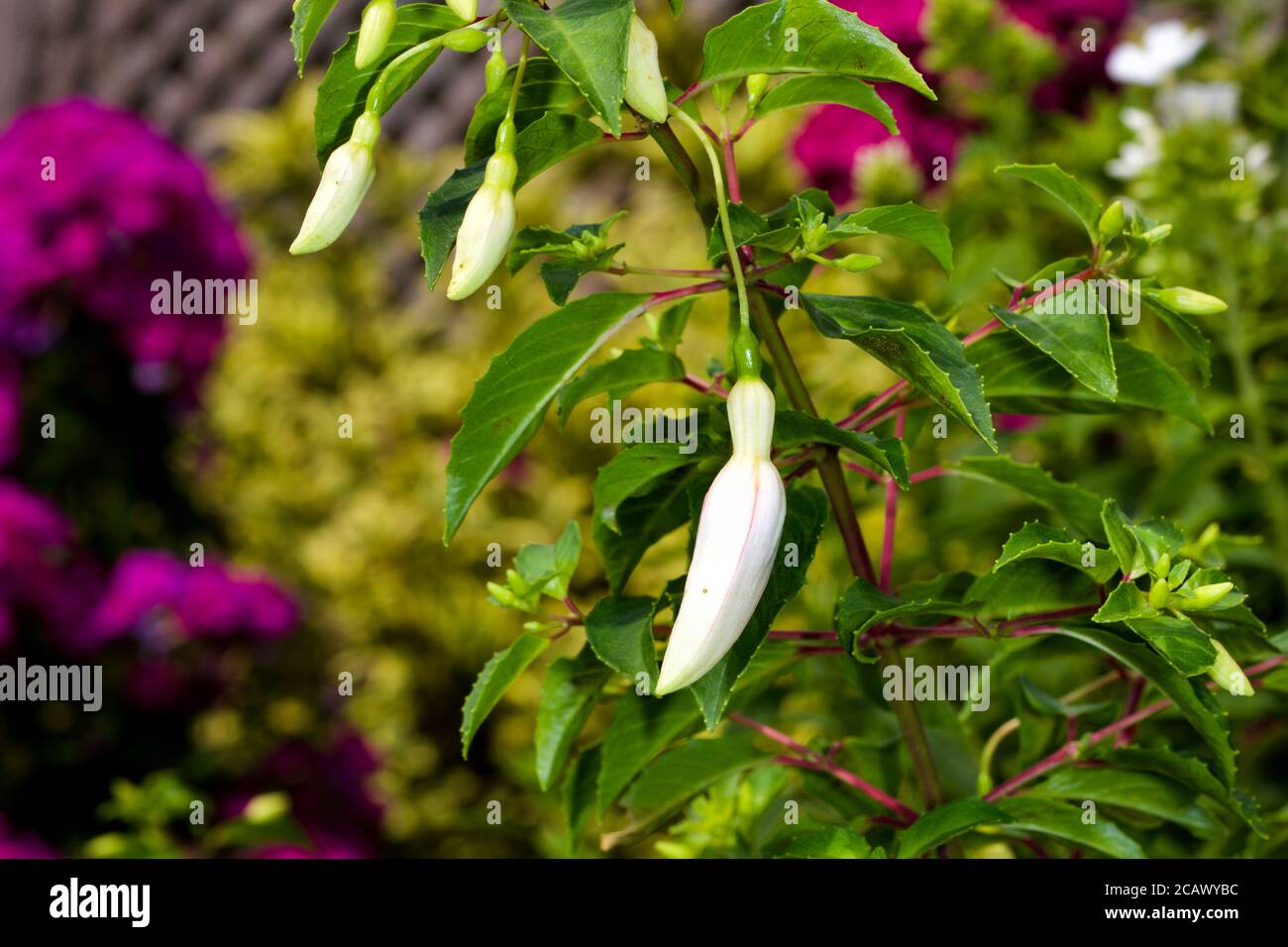 Fuchsia 'Delta's Sara' Stock Photo - Alamy