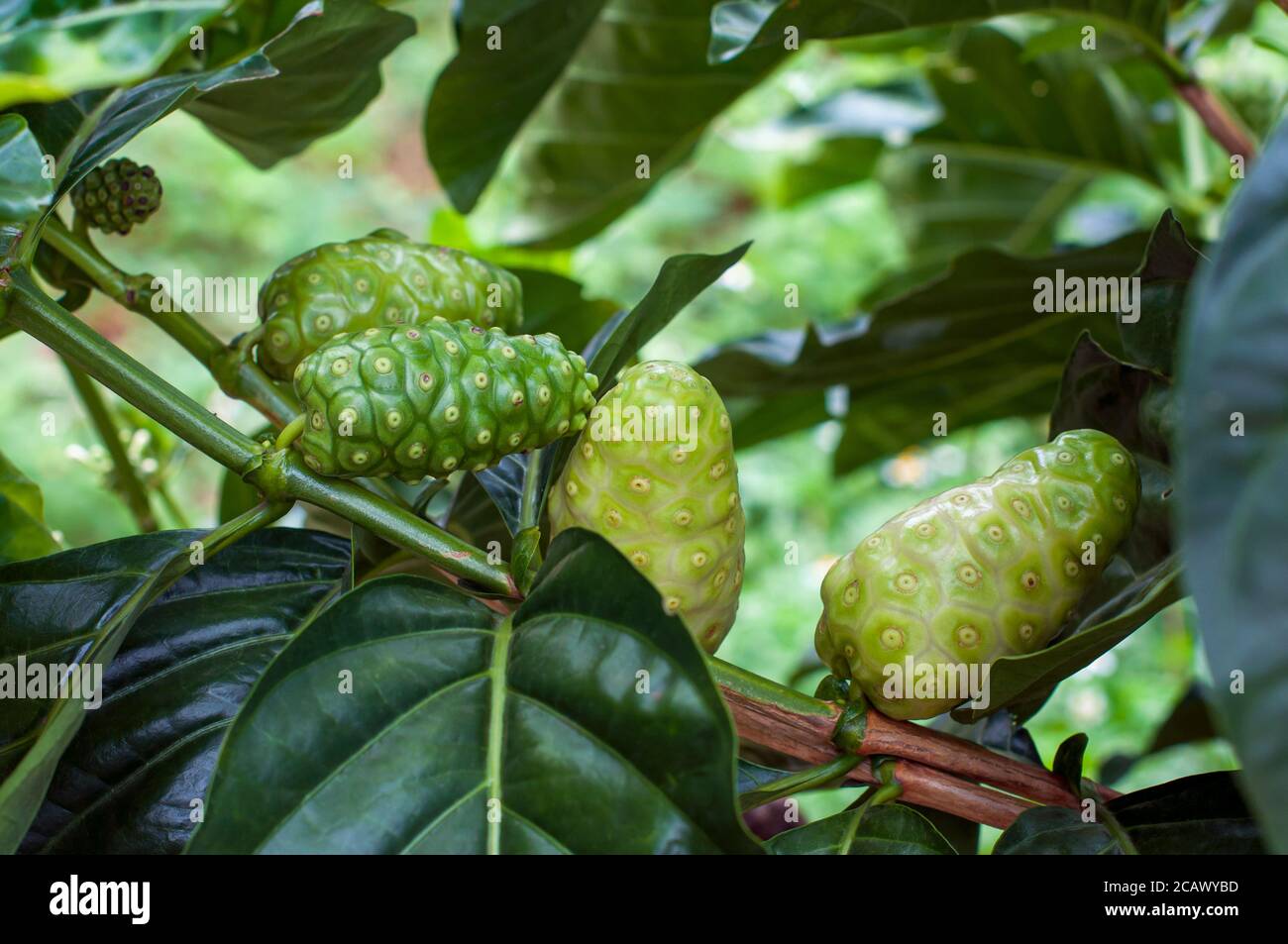 Noni tree hi-res stock photography and images - Alamy