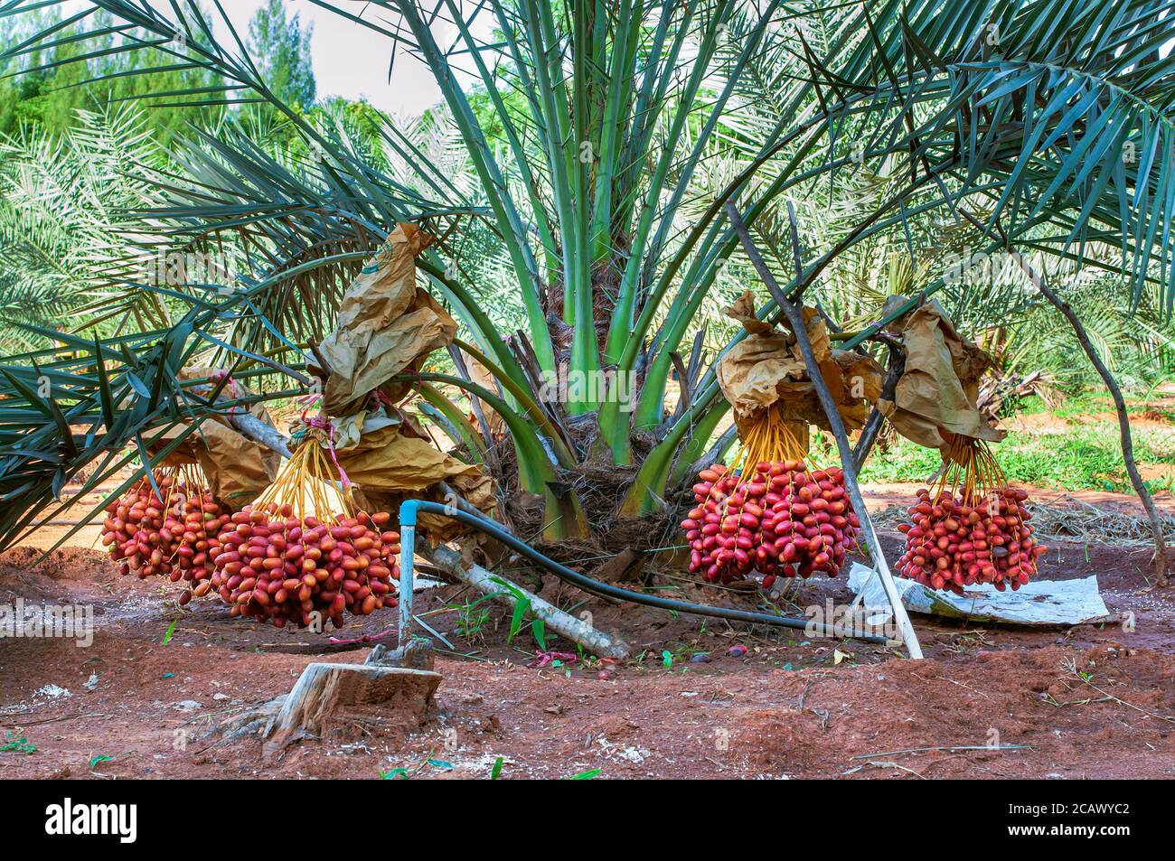 Date palm tree hi-res stock photography and images - Alamy