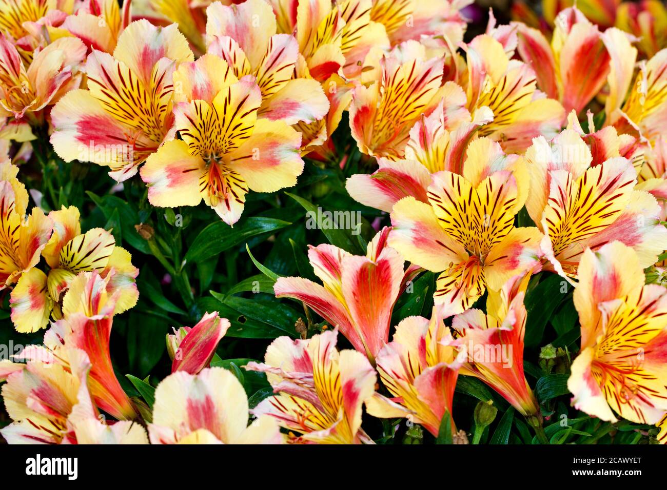 Alstroemeria 'Princess Sara' Stock Photo - Alamy