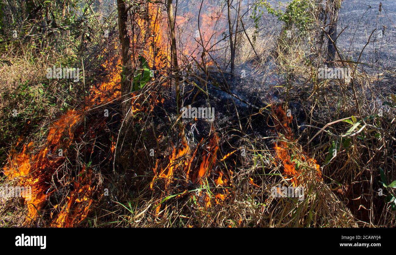 Pocone, Mato Grosso, Brazil- August 08 2020 Flames consume the ...