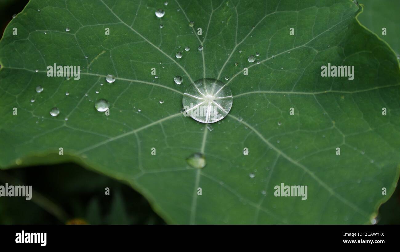 Closeup shot of the crystal clear raindrops on the plant Stock Photo ...