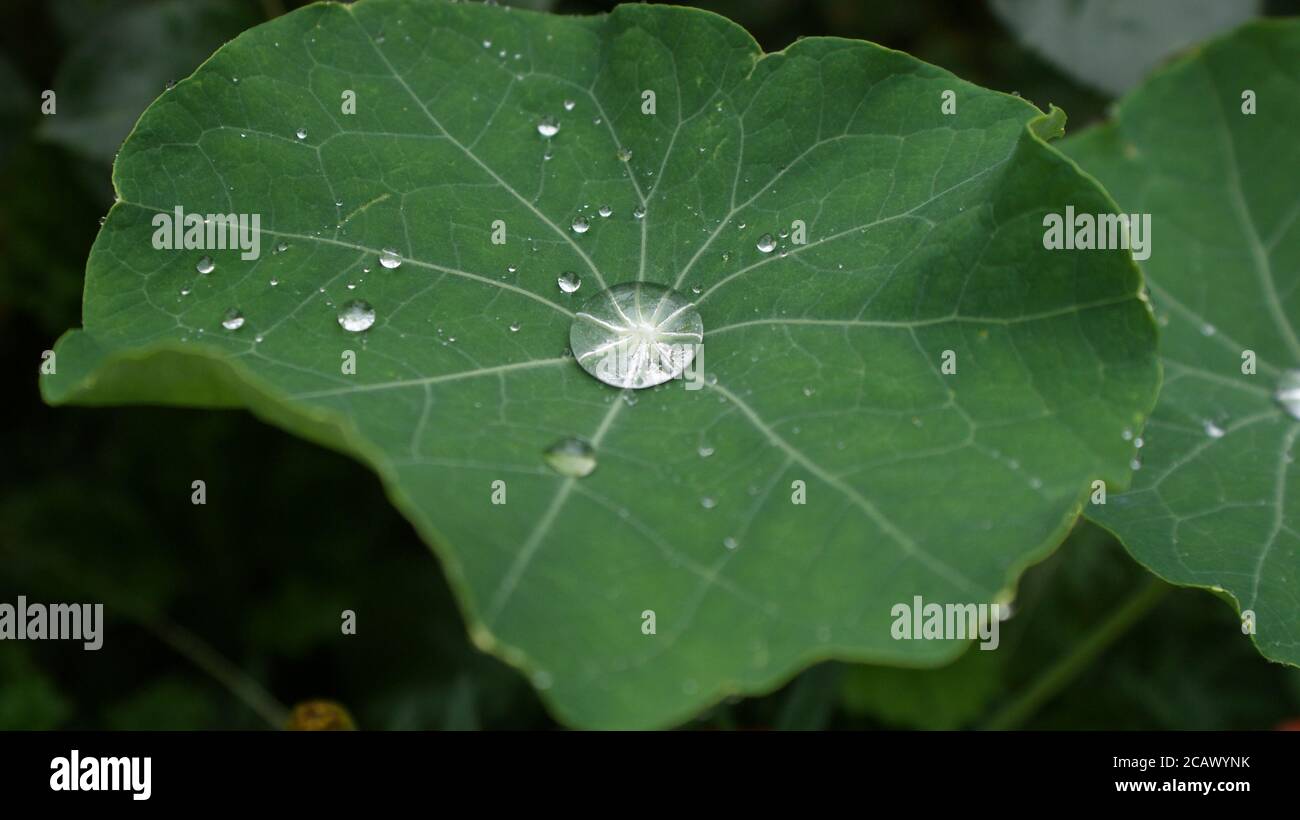 Closeup shot of the crystal clear raindrops on the plant Stock Photo ...