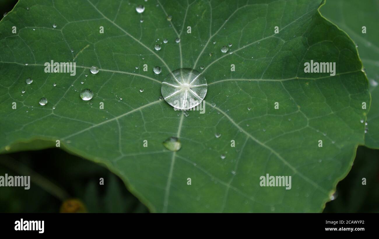 Closeup shot of the crystal clear raindrops on the plant Stock Photo ...