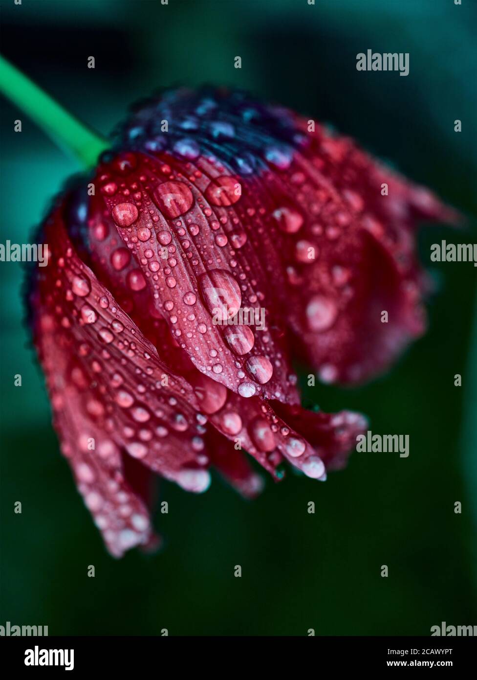 Red poppy flower covered in water droplets hanging its head, natural ...