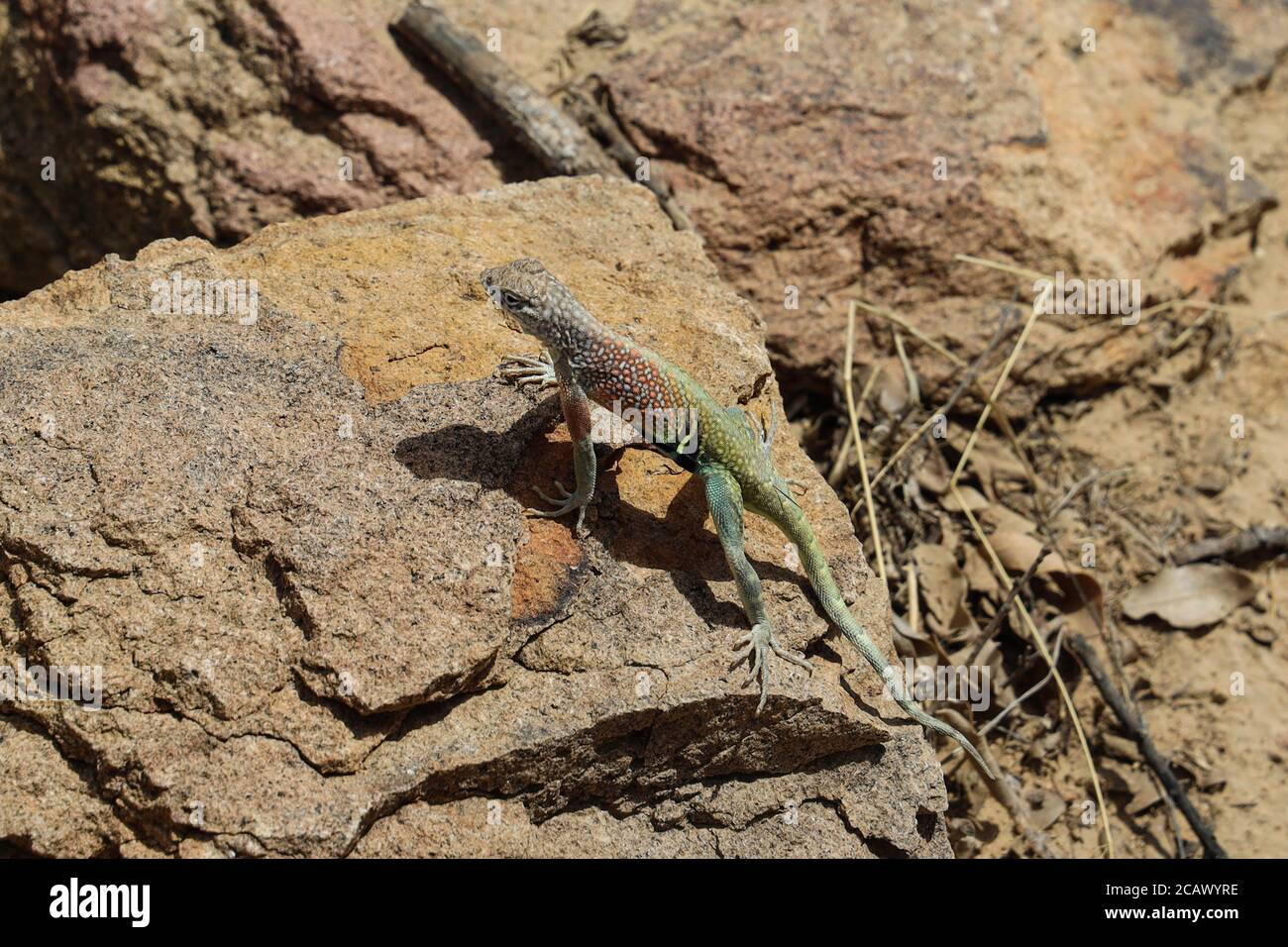 American southwestern lizard hi-res stock photography and images - Alamy