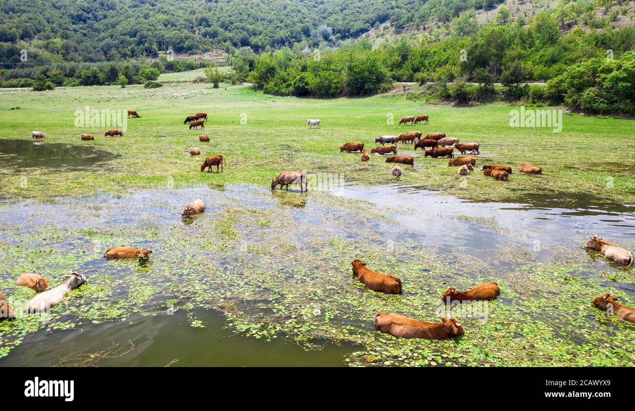 Drink lake pasture hi-res stock photography and images - Alamy