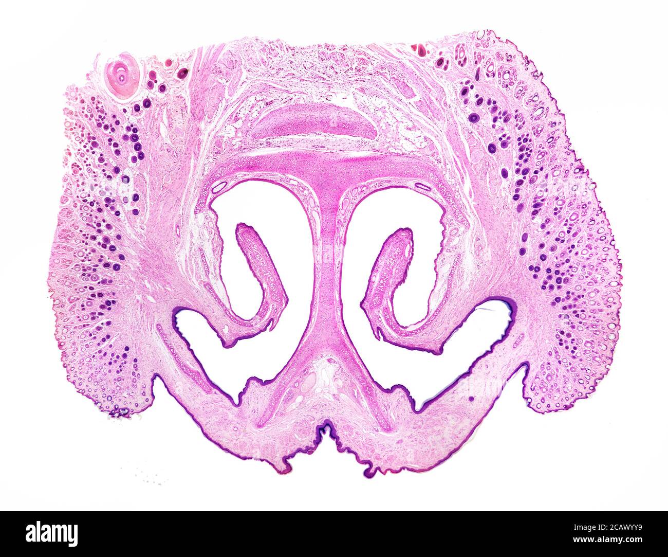Rat, nasal passage section, TS Stock Photo - Alamy