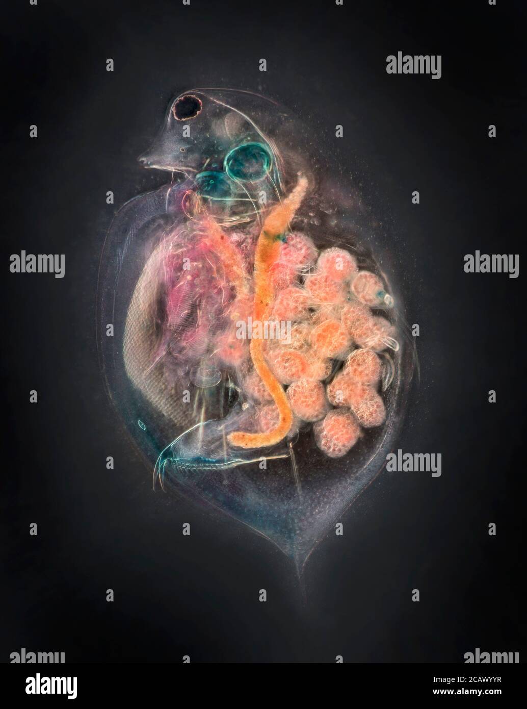 Waterflea, Cladocera, Daphnia sp, with eggs, stained preparation Stock ...