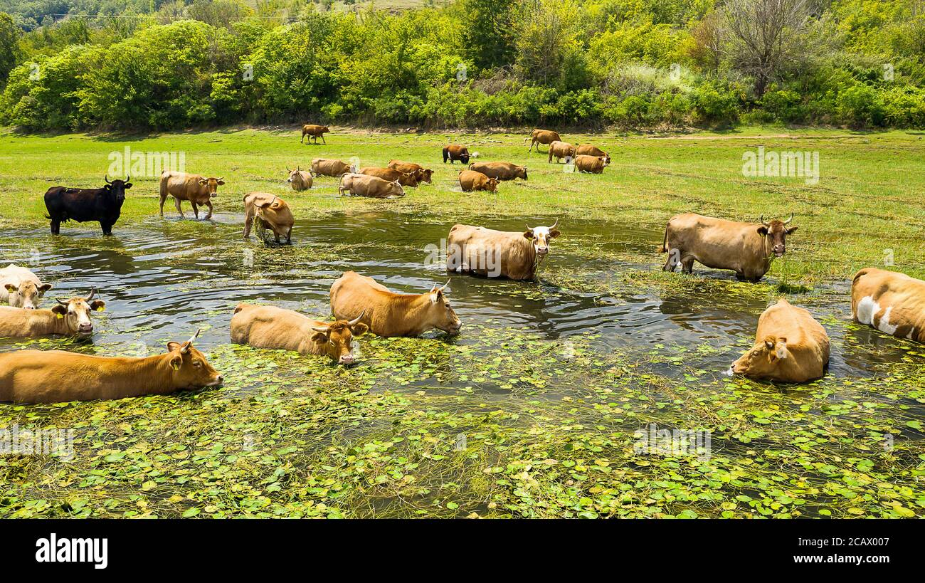 Cows swimming hi-res stock photography and images - Alamy