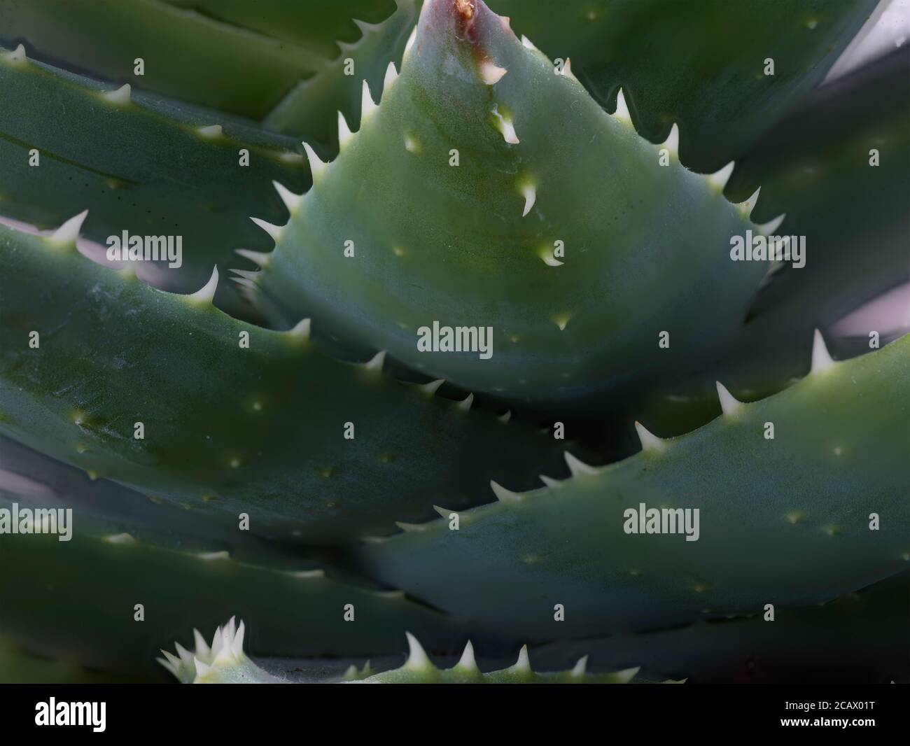 Aloe anatomy hi-res stock photography and images - Alamy