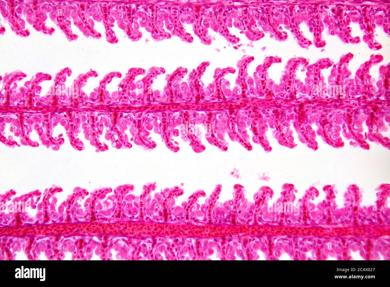 Gill filaments hi-res stock photography and images - Alamy