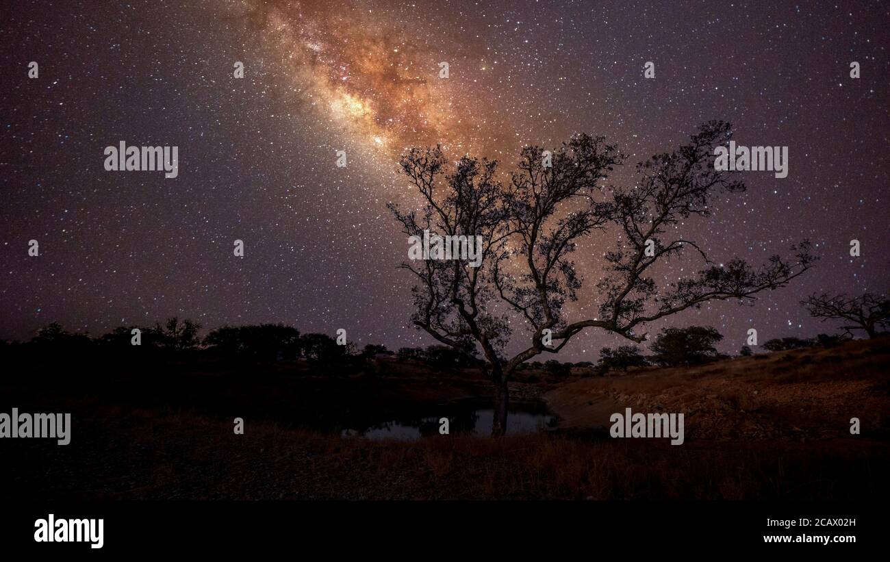 A dead cork, oak tree by a man made lake in the Alentejo region of ...