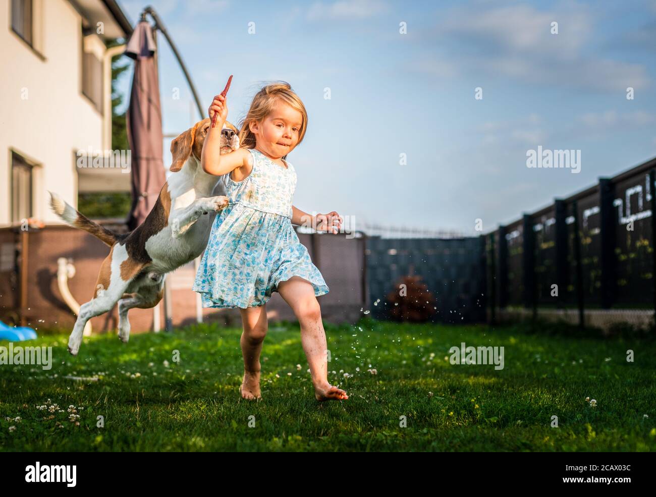 Baby girl running with beagle dog in garden on summer day. Domestic ...