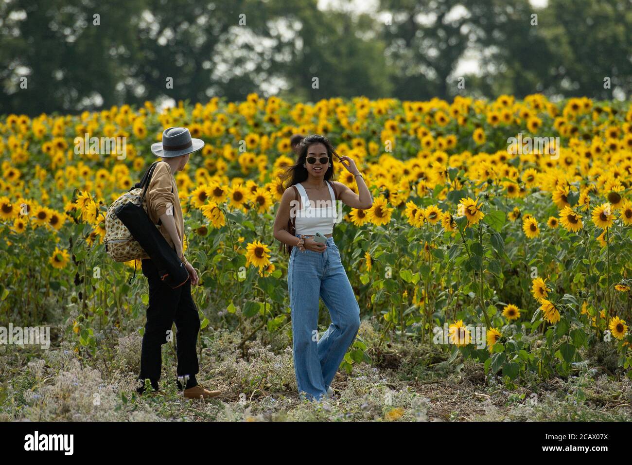 Sunflower fields becketts farm hi-res stock photography and images - Alamy