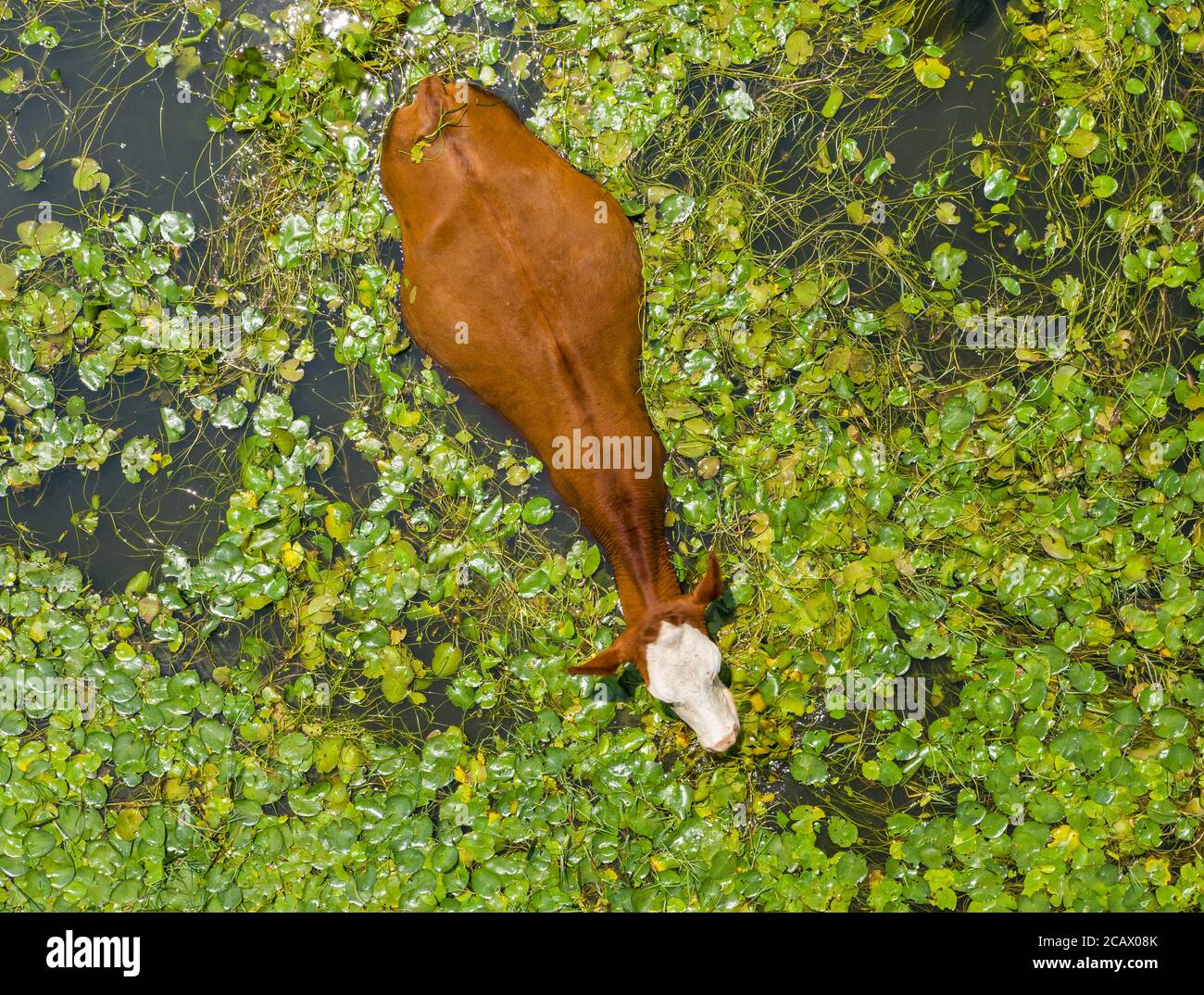 Aerial view at cow swimming in pond Stock Photo - Alamy