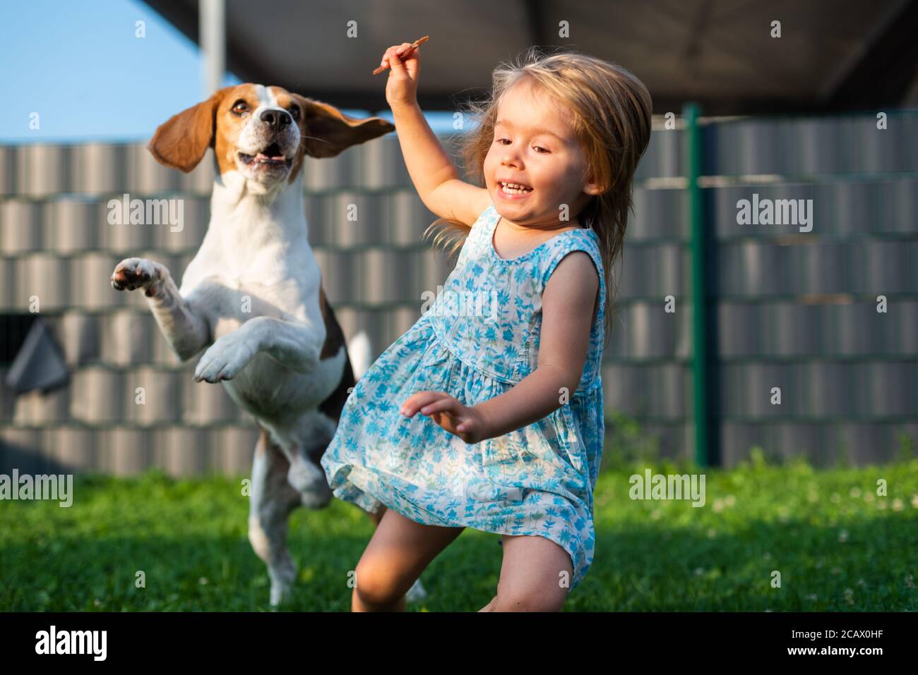 Baby girl running with beagle dog in garden on summer day. Domestic ...
