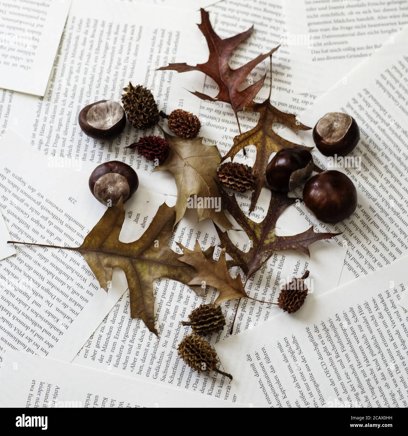 Top view of chestnuts and dry leaves on sheets of paper - perfect for ...