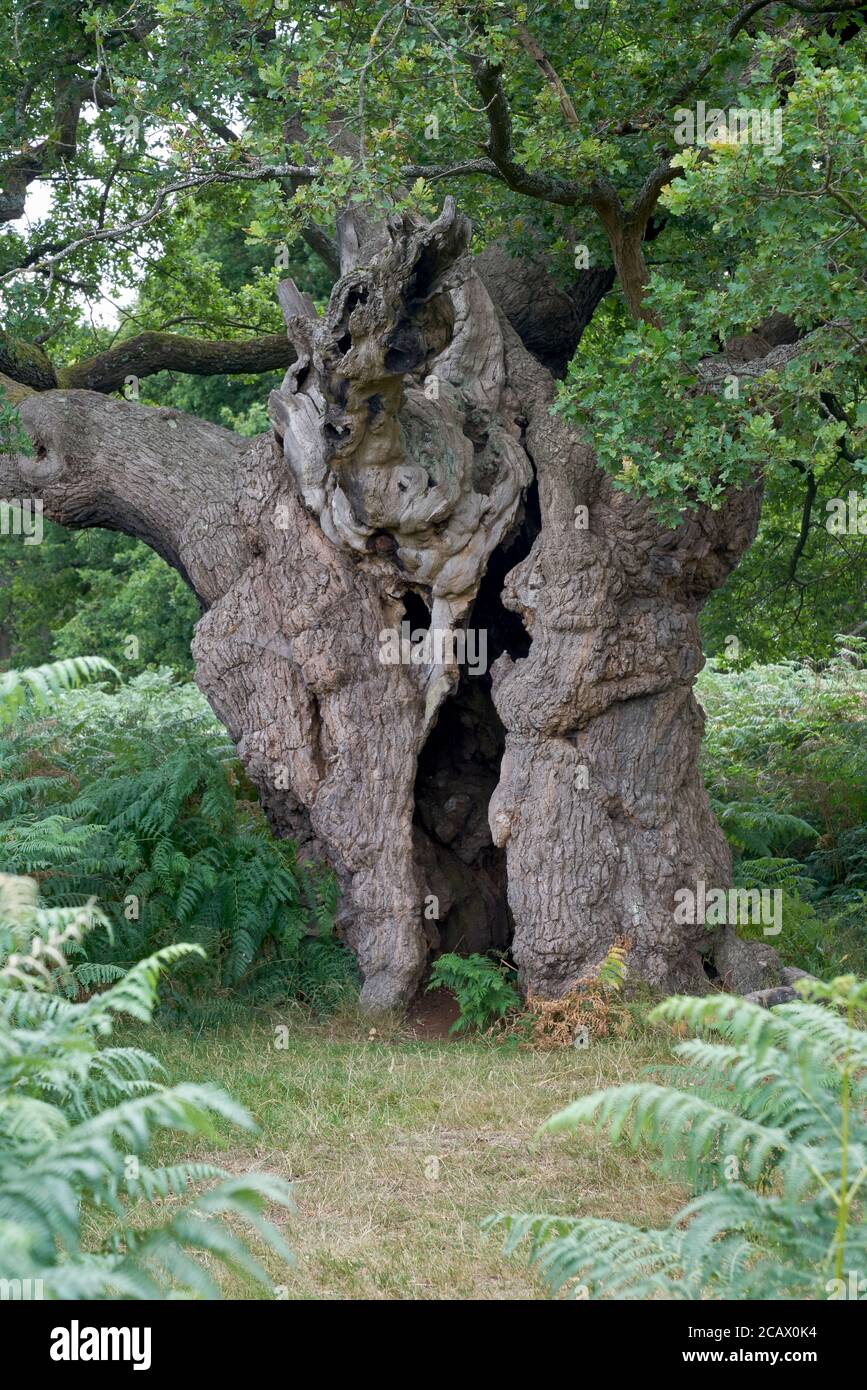 750 year old oak tree in richmond park hi-res stock photography and ...