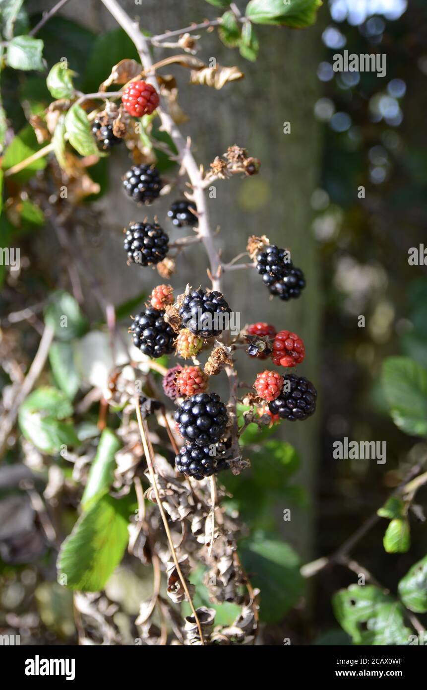 Blackberry plant hi-res stock photography and images - Alamy