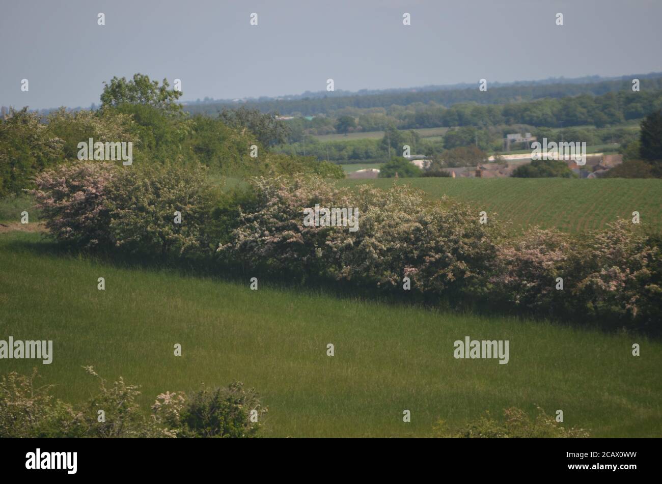 Plants of hedgerows hi-res stock photography and images - Alamy