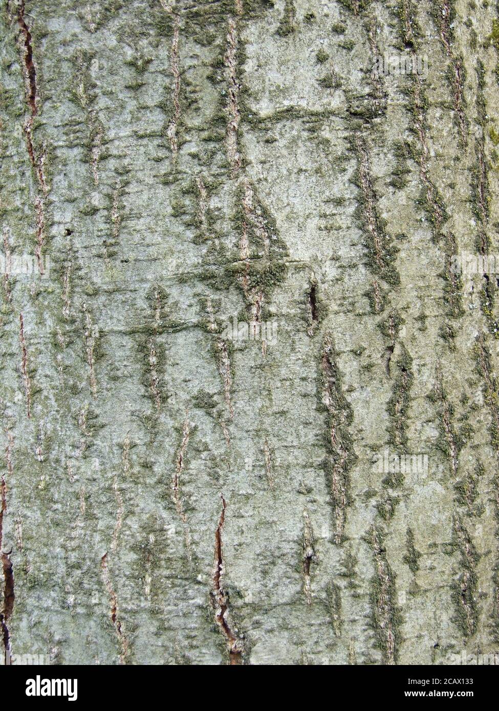 Common alder tree bark hi-res stock photography and images - Alamy